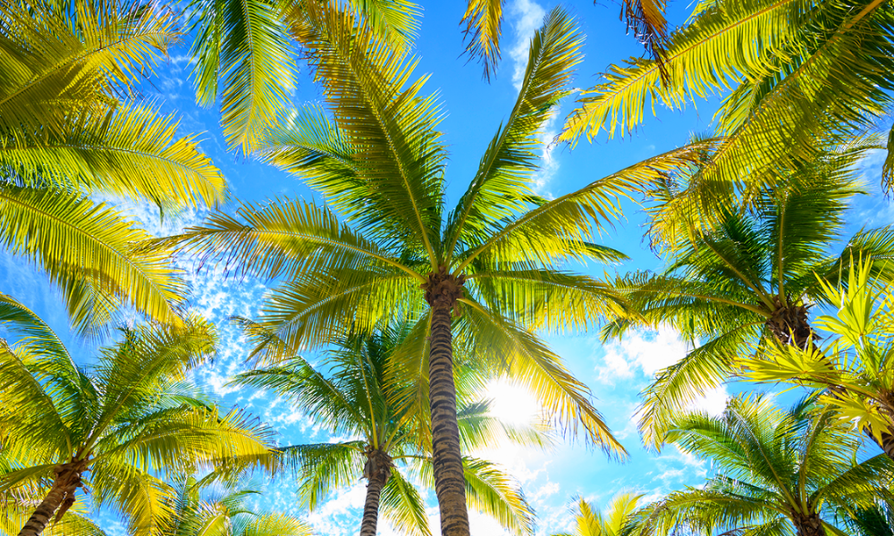 Five investment ideas that could thrive in a falling interest rate ...